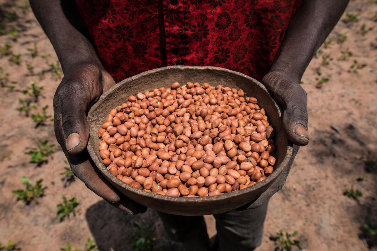 Freerice - How To Include More Pulses In Your Diet